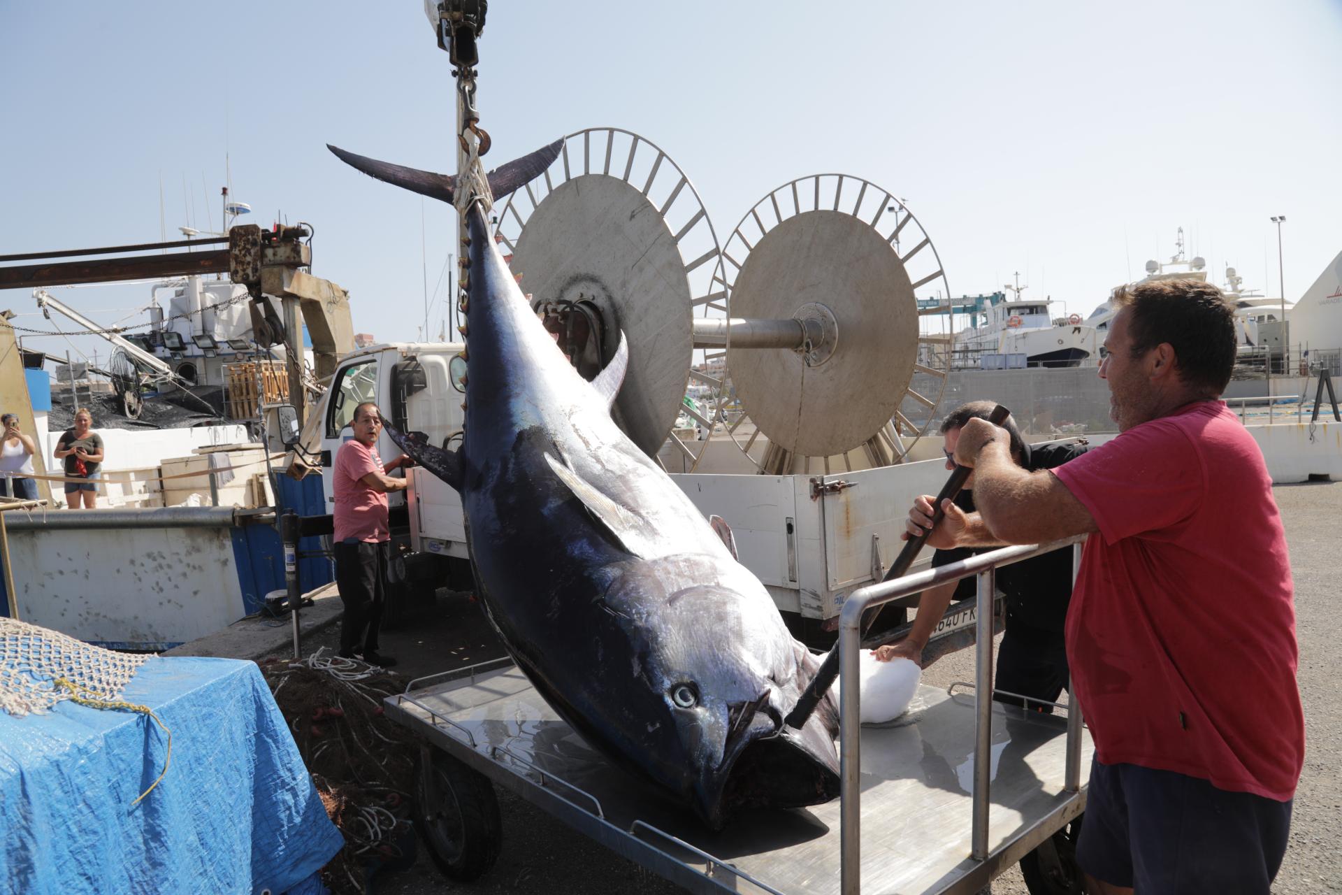 Fotogalería: La llegada a Ibiza del atún rojo más grande registrado en ...