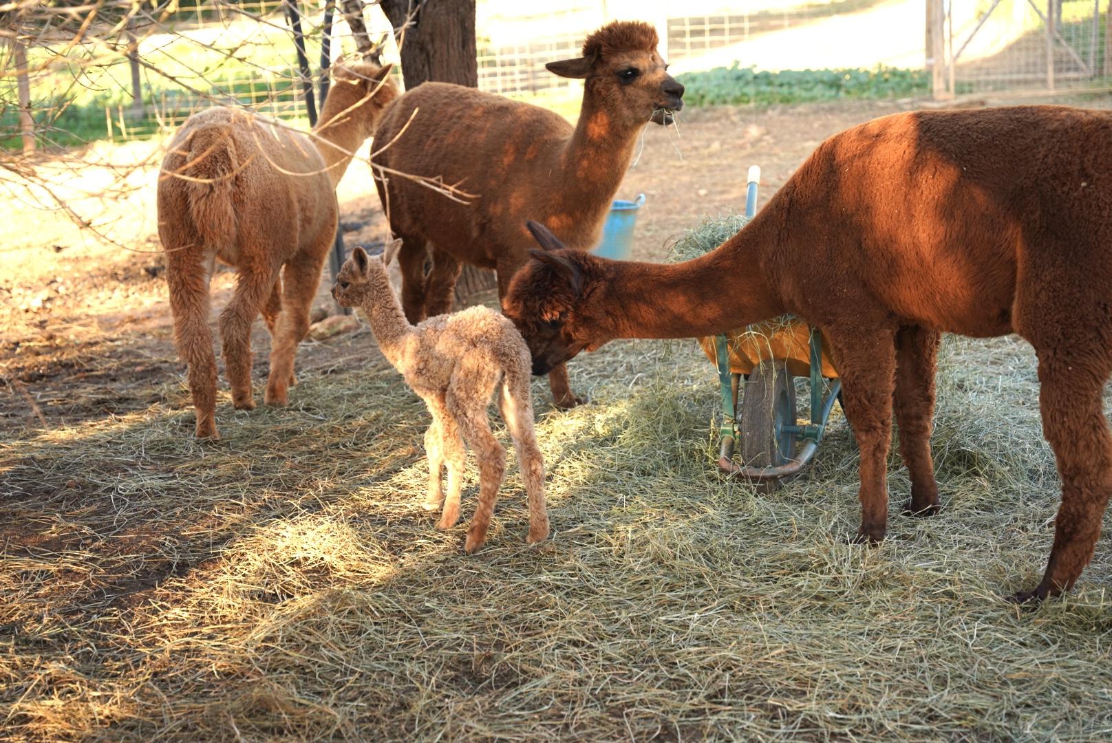 Fotogalería: Las mejores imágenes de las pequeñas alpacas
