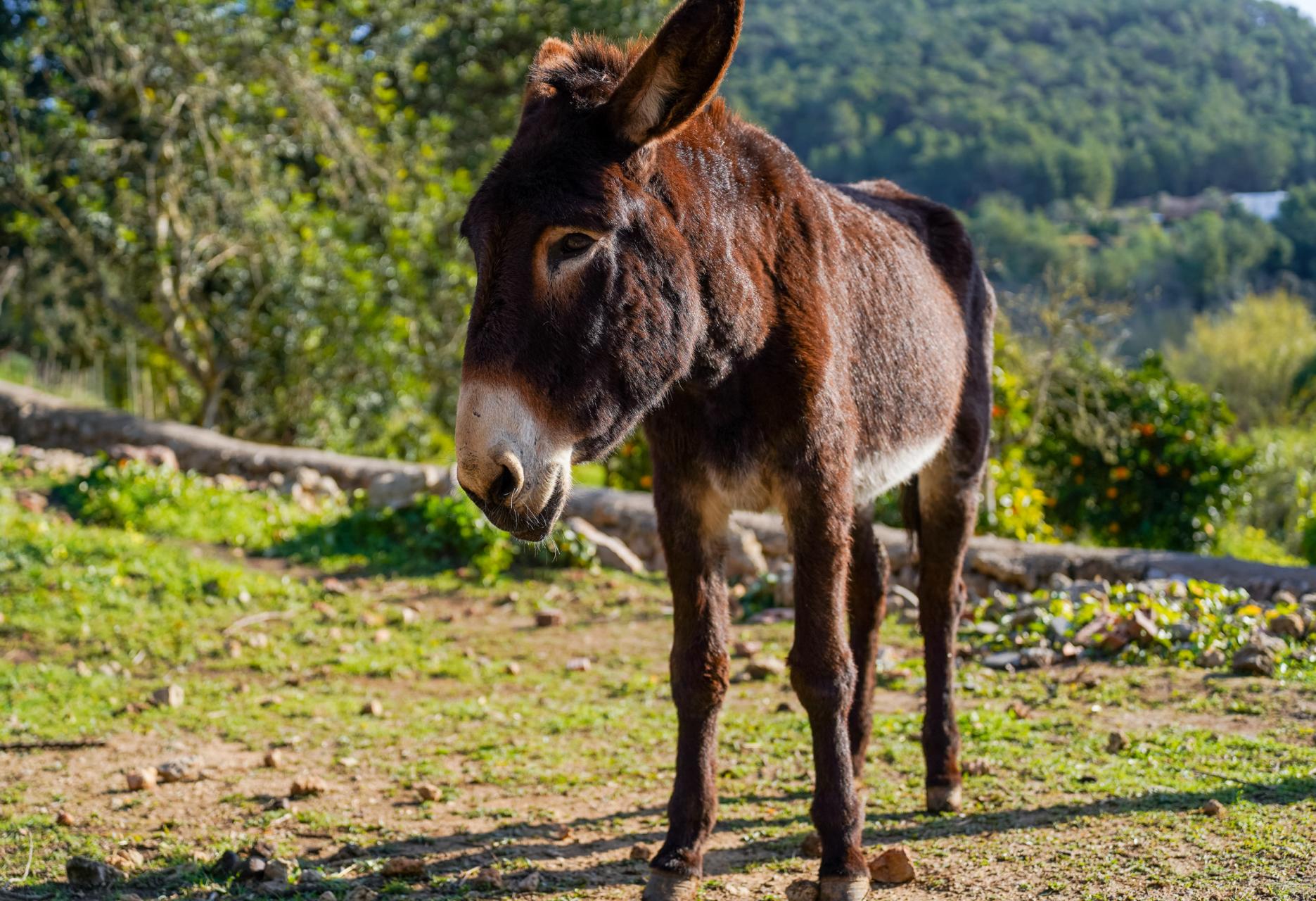 Fotogalería: Proyecto de recuperación del asno balear en Ibiza, en imágenes.