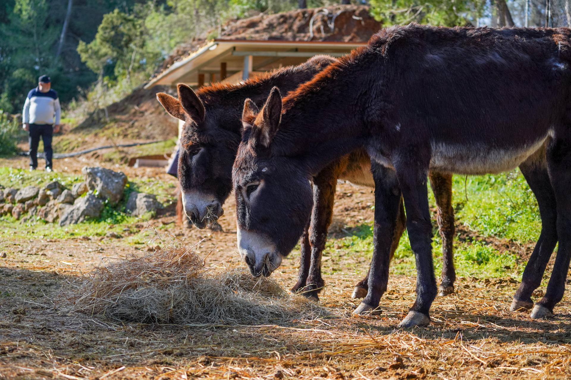 Fotogalería: Proyecto de recuperación del asno balear en Ibiza, en ...