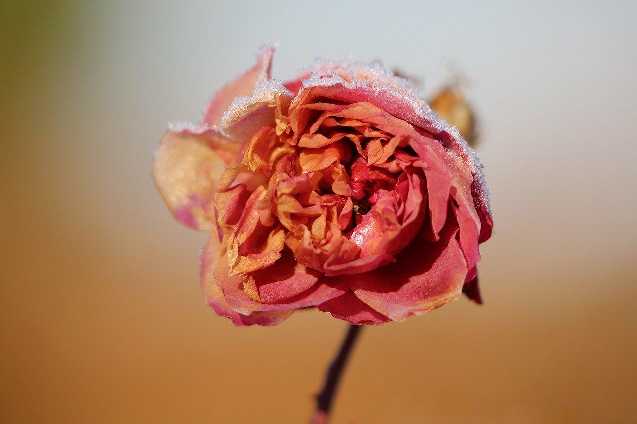 Trucos para secar una rosa y que te dure para siempre