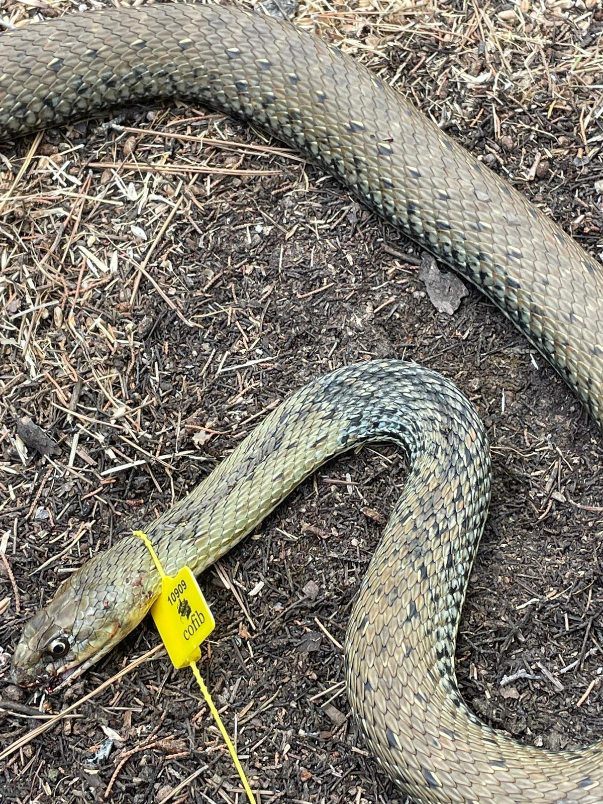 El COFIB incrementará la vigilancia en Sant Josep ante el hallazgo de ...