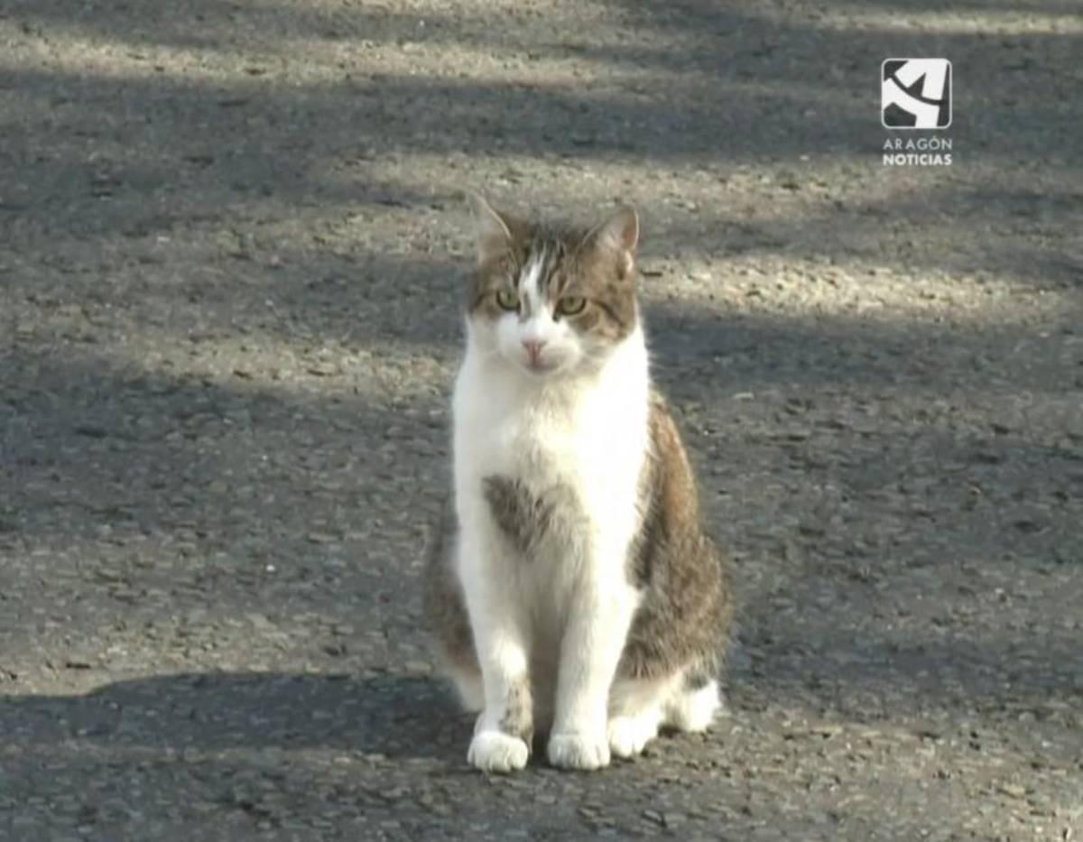 Larry, el gato ratonero jefe de la residencia del primer ministro ...