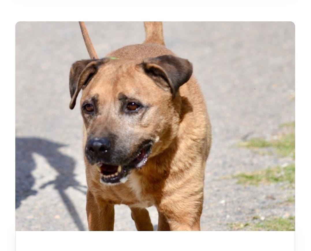 Muere a los 14 años Monty, el perro que entró en el centro de ...