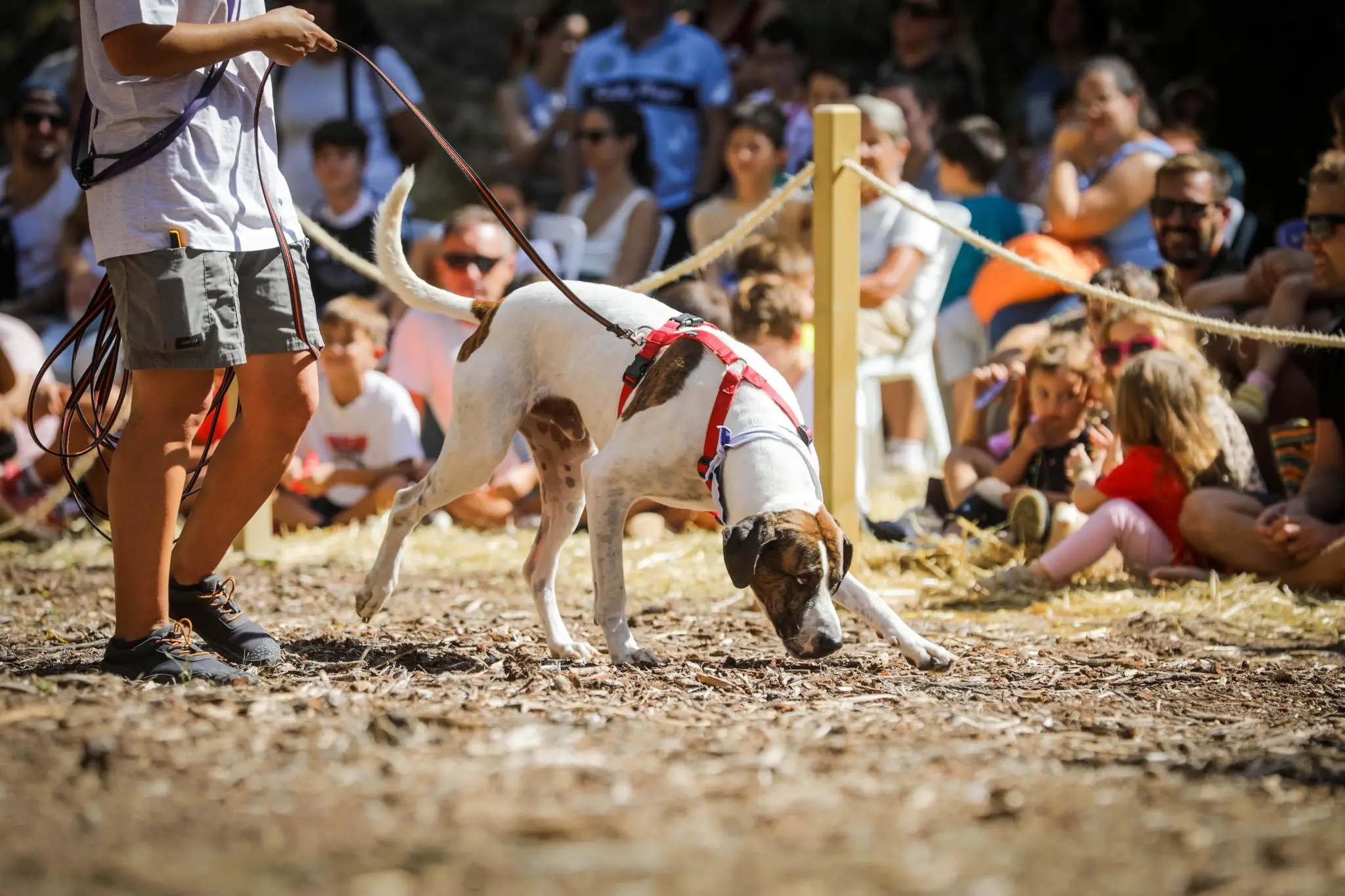 Fotogalería: Las mejores imágenes del desfile de perros en adopción de ...