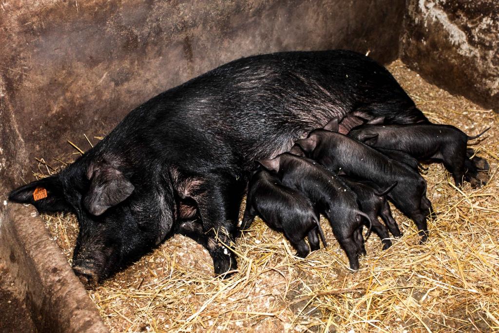 El ‘porc negre' está más cerca genéticamente a la raza del Alentejo ...