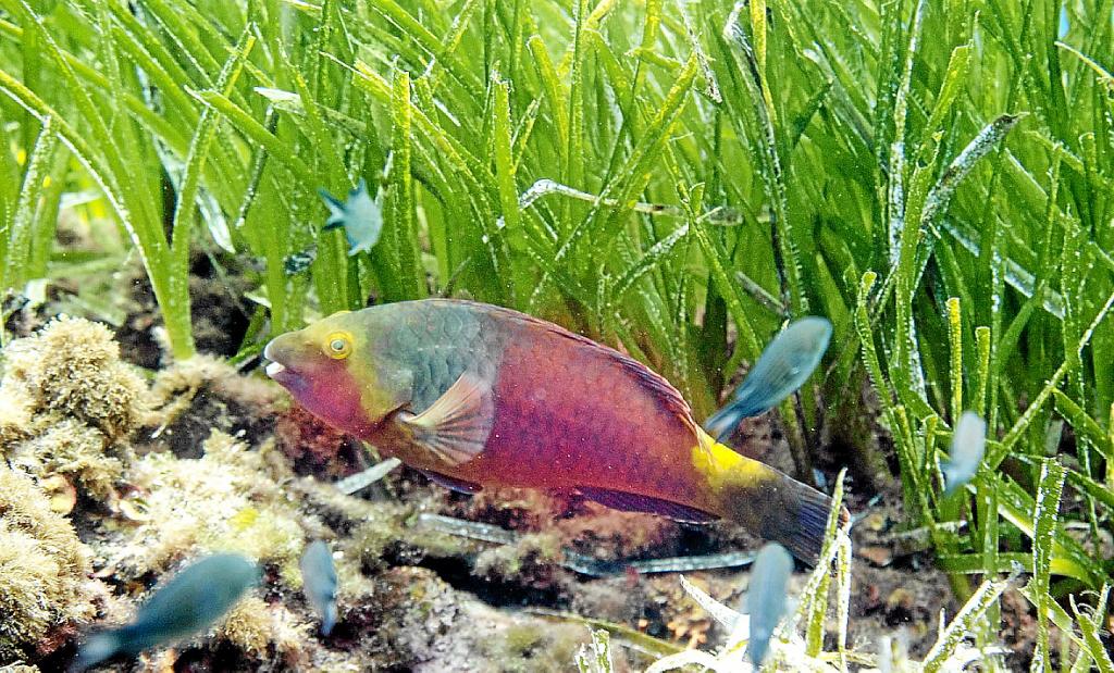 El pez invasor ‘vieja colorada' es cada vez más habitual en las Pitiusas