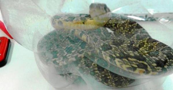 La culebra formaba parte de una visita didáctica para los alumnos