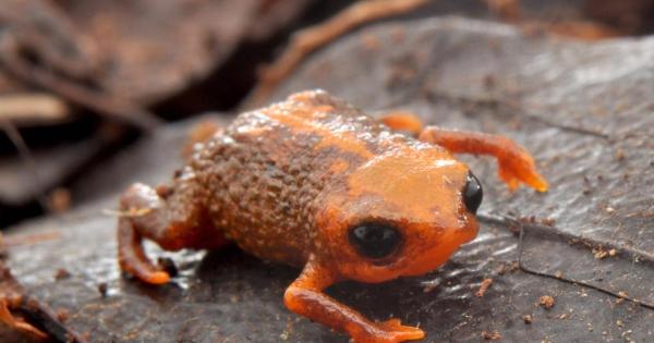 Descubren en Brasil una nueva especie de sapo que mide sólo un centímetro