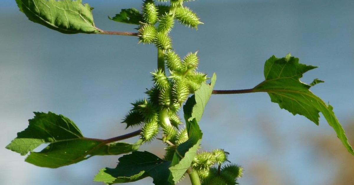El secreto antiedad que está guardado en tus macetas y no lo sabías