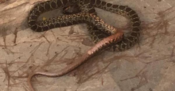 Herpetólogos piden que culebra de herradura se declare invasora en Baleares