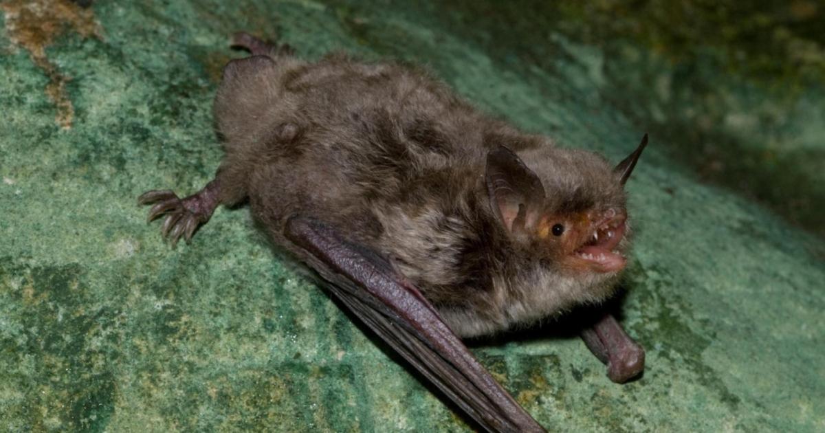 Detectan en murciélagos el primer caso de mamífero que se aparea sin ...