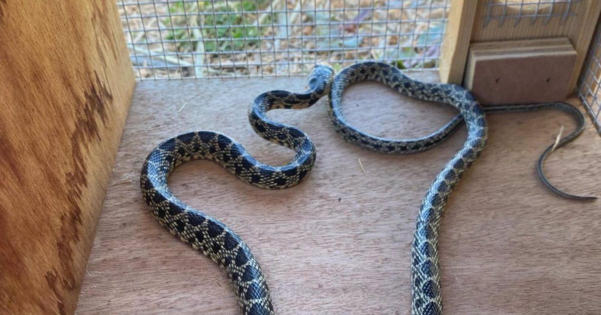 A total of 2,896 invasive snakes captured in the Pitiusas Islands ...