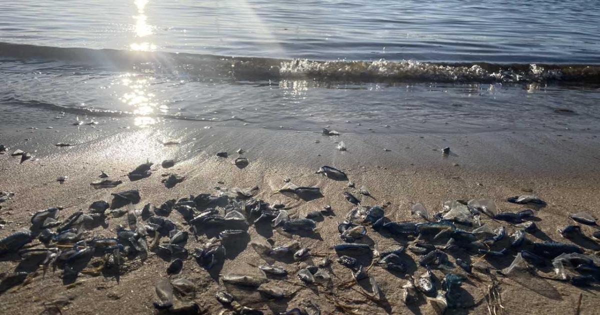 Quejas por el olor a «pescado podrido» en algunas playas de Ibiza