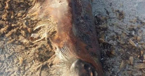 Aparece un delfín en avanzado estado de descomposición en la playa de ...