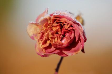 Trucos para secar una rosa y que te dure para siempre