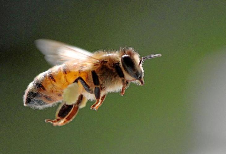Mallorca exporta abejas