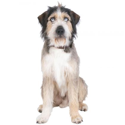 Miasis en perros, ¿de qué se trata?