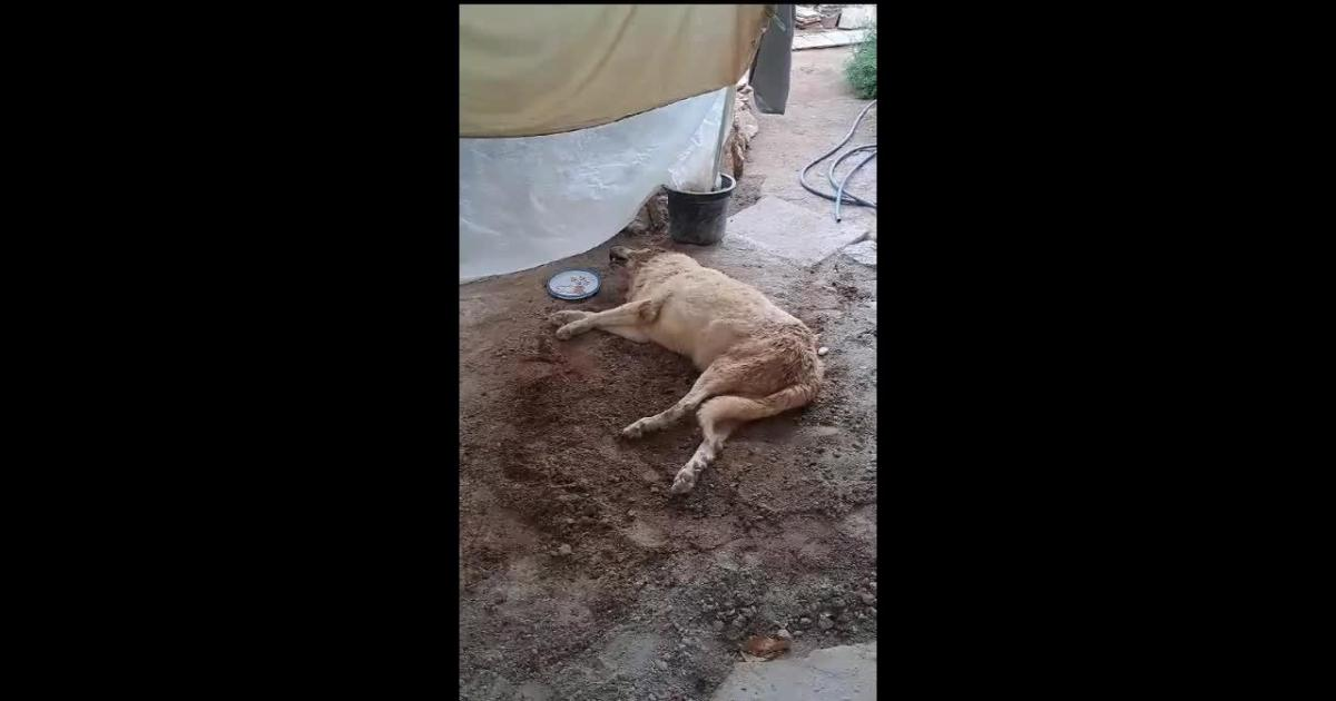 Maltrato animal en Ibiza: agonico ladrido de un perro moribundo alerta ...