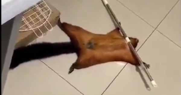 Una ardilla «dramática» finge una caída fatal mientras la graban