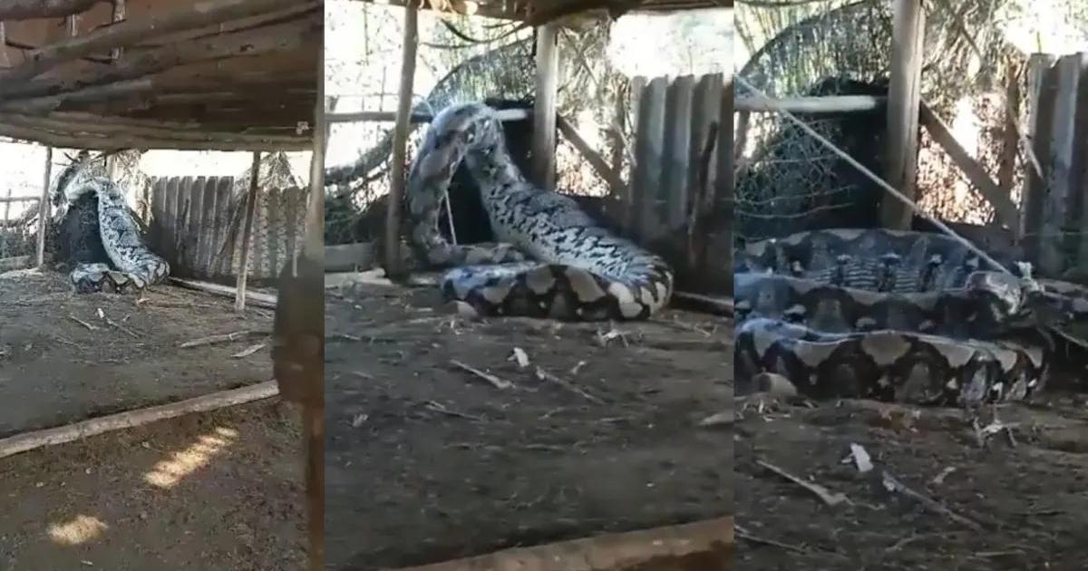 India: serpiente gigante