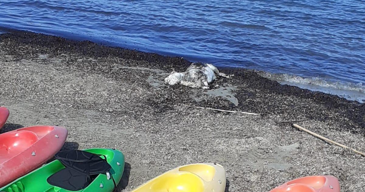 Aparece una cabra muerta en la orilla de una playa de Ibiza