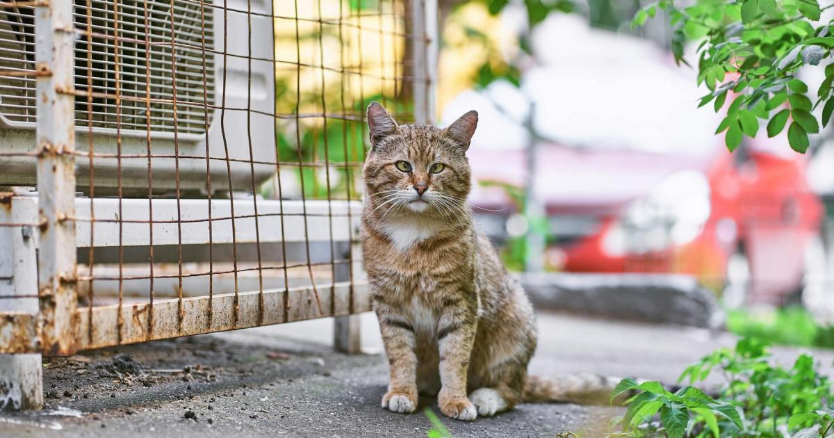 Los animalistas de Ibiza piden la identificación obligatoria con chip ...
